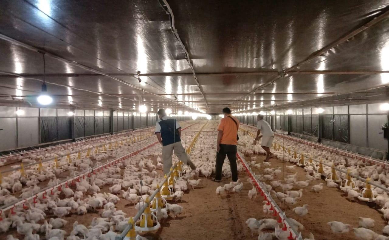 Sirkulasi Udara yang Baik untuk Kandang Broiler Tipe Closed House