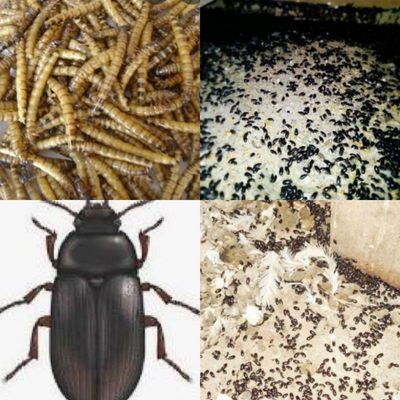 Mengenal Hama Parasit Kutu Frengki (Alphitobius Diaperinus) dan Cara ...
